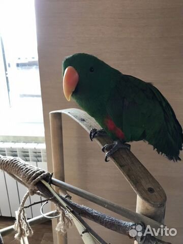 Попугай эклектус (благородный попугай)