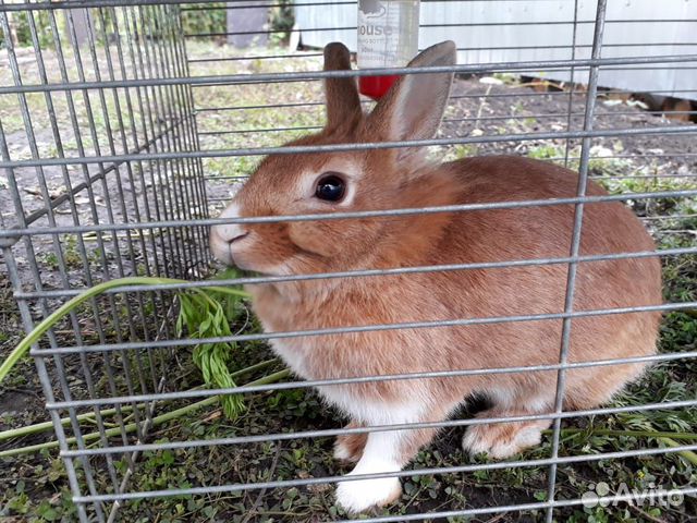 Отдам в добрые руки