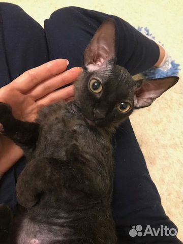 Котенок Донской сфинкс 4 мес