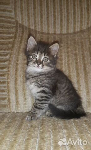 Красивая кошечка+лоточек в подарок