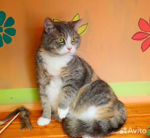 Шанечка-сладкая, ласковая кошечка