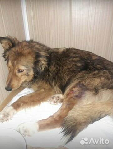 Собака в добрые руки