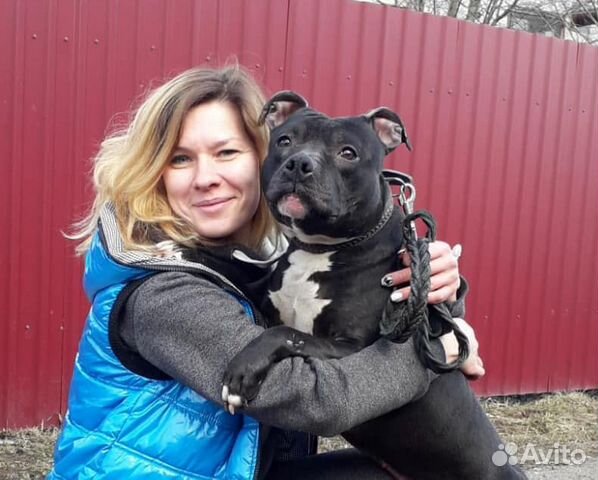 Стаффордширский бультерьер (мальчик) ищет дом