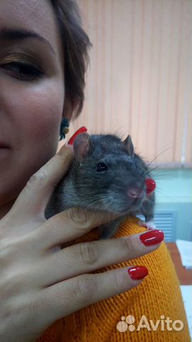 Крыска декоративная в дар