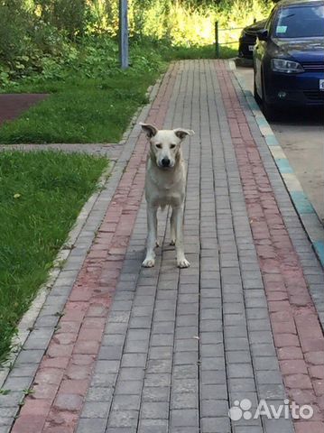 Собачка даром