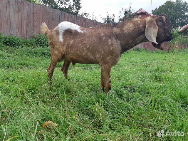 Нубийские козы (100 процентов)