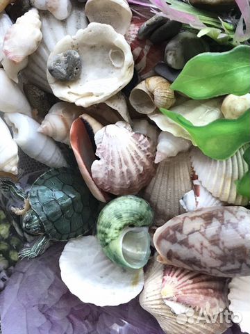 Черепашка земноводная + аквариум