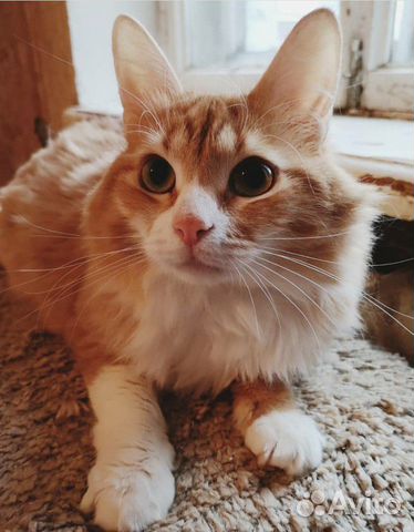 Бублик круглик ищет дом