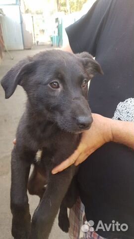 Щенульки 3 мес очень игривые и активные в поисках