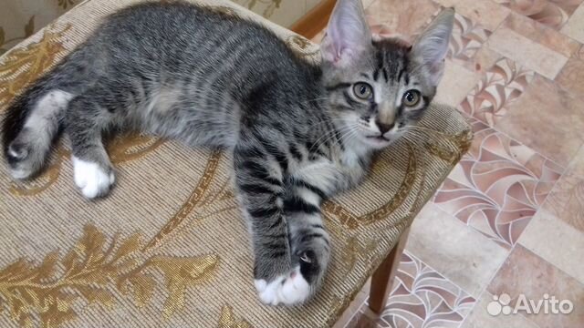 Полосатый мальчишка