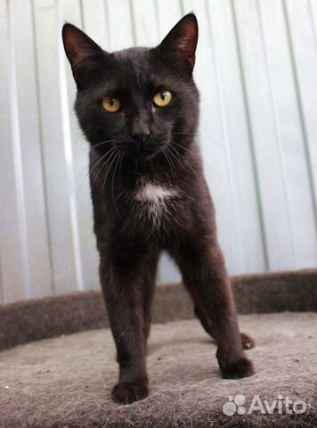 Котёнок Мальчик Нильс