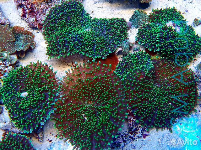 Родактис коралл для морского аквариума