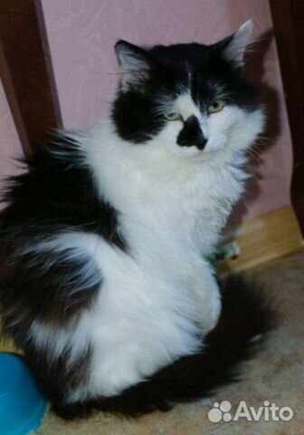 Кот в добрые руки