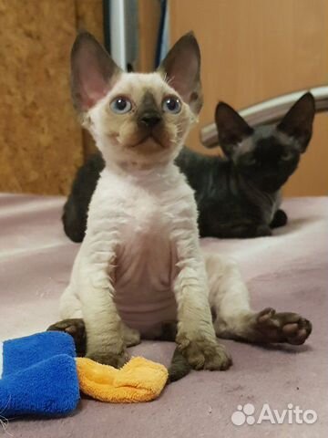 Котикdorofey