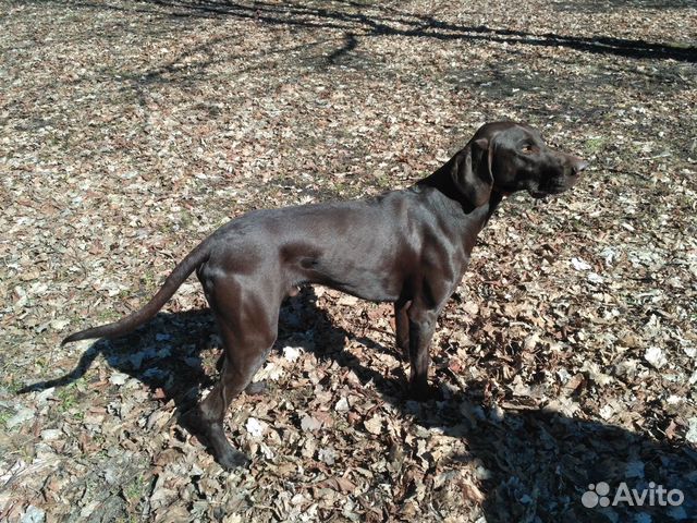 Вязка/ случка курцхаар