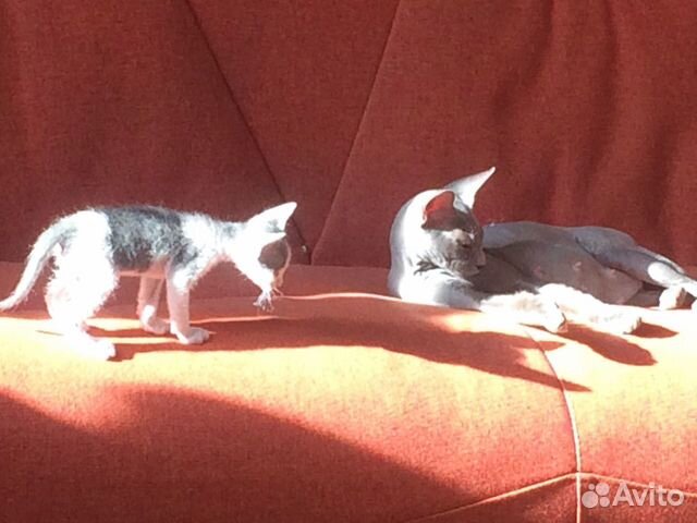 Котёнок донского сфинкса