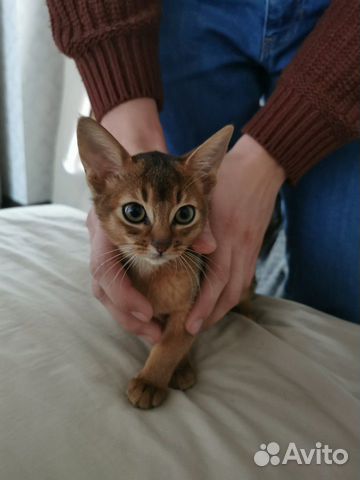 Абиссинский котенок