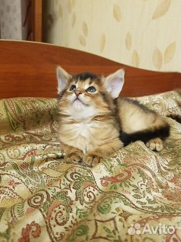 Котята сомали