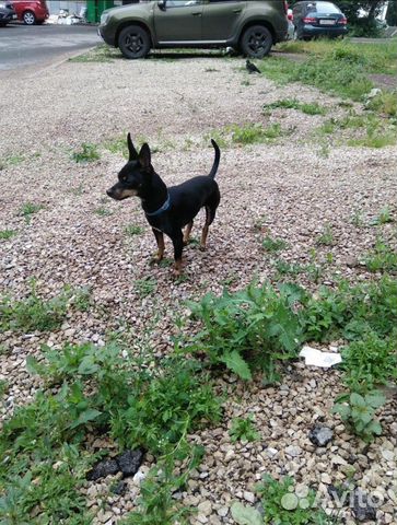 Мальчик русский той