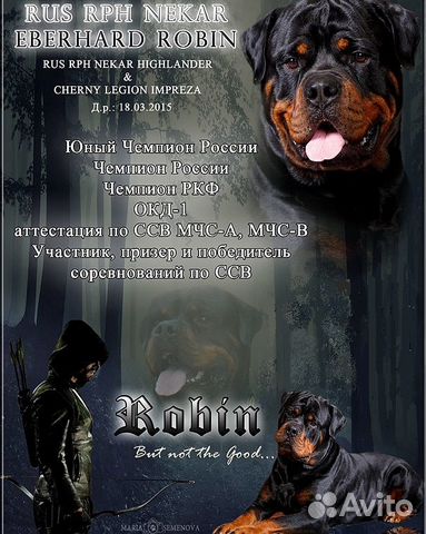 Ротвейлер для вязки