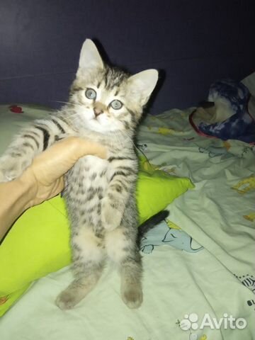 Котенок девочка шотландка