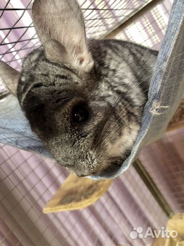 Шиншилла продаю