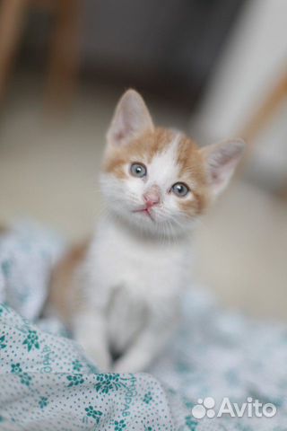 Котята из помойки 2 часть