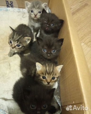 Котята шотландской кошечки