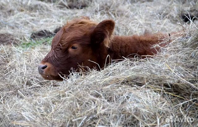 Бычки молодняк