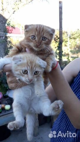Котики