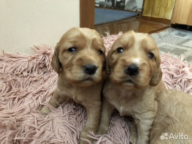 Щенки английского Кокер спаниеля
