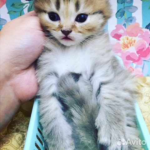 Породистые котята