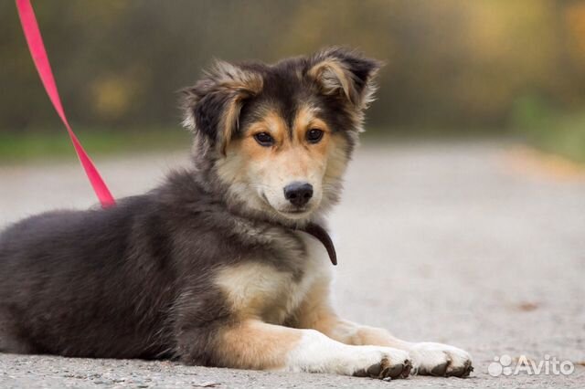 Шанелька в дар