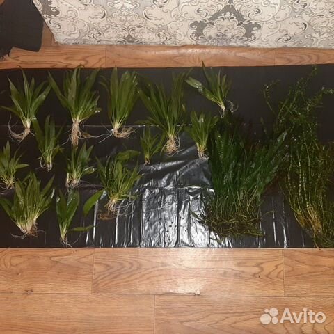 Растения в аквариум