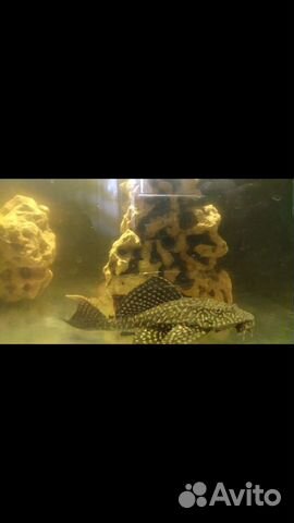 Сомы клариус(2шт.) птеригоплихт(2шт)