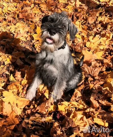 Щенок миттельшнауцера