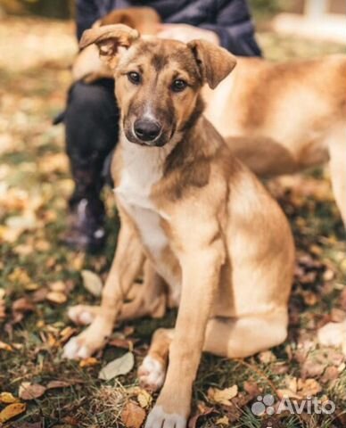 Щенок в дар