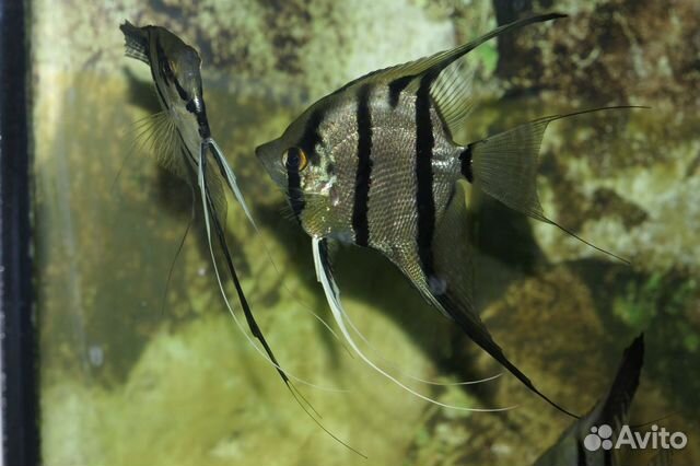 Скалярии Рио-Нанай