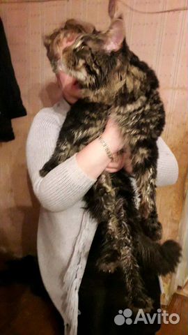 Отдам кота,порода мейн кун,возраст 1,5 года