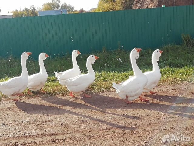 Холмогорские гуси