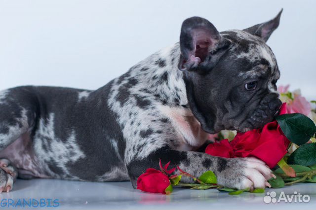 Красивый голубой мальчик французского бульдога