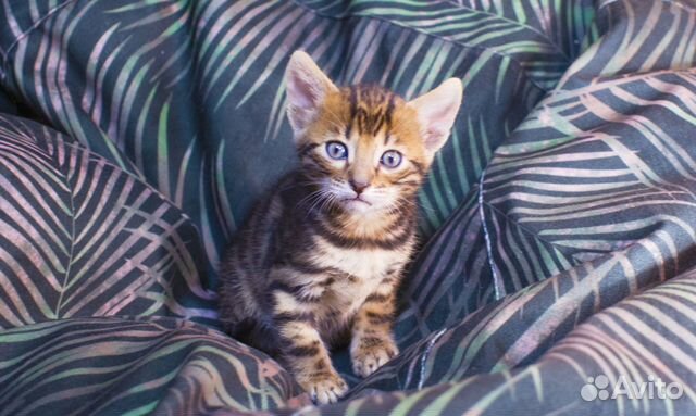 Маленькие ураганы. Котята бенгальские