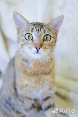 Кошка Эмма ищет дом