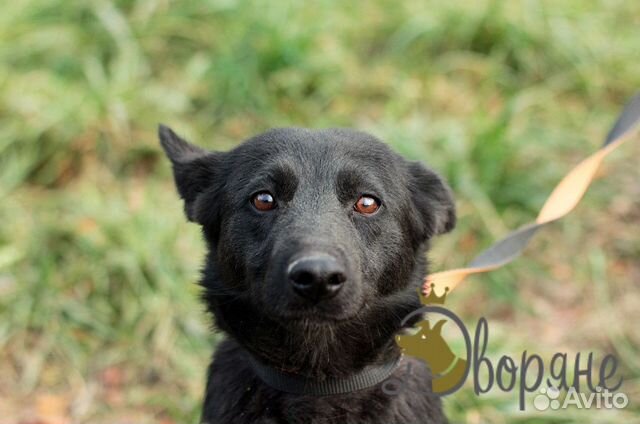 Потрясающая Вишенка мечтает стат домашней