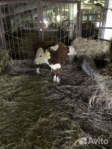 Крс тёлочки и бычки герефорды