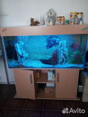 Аквариум 350л с семьей астронотусов