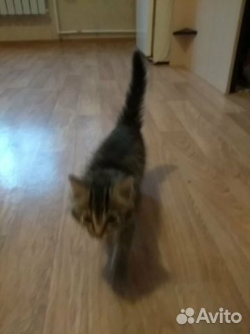 Кошка Невская маскарадная