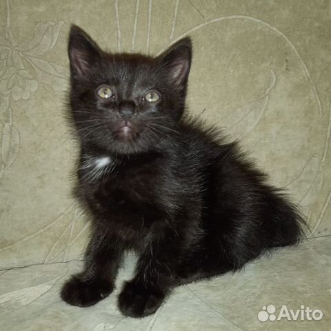 Метис нибелунга