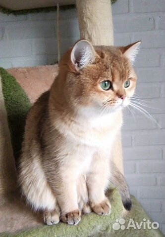 Британская молодая кошка