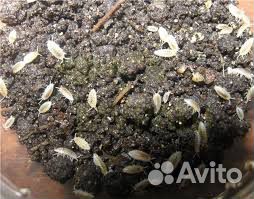 Белая тропическая мокрица (Trichorhina tomentosa)